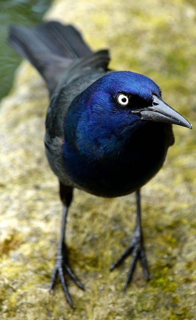 Spring Birdwatching in Boston | Boston Public Library