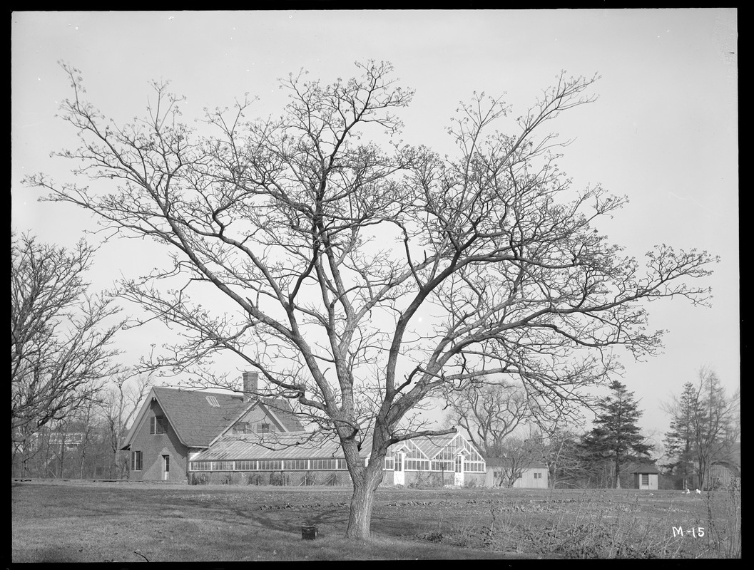 Featured Image: Japanese Cork-tree in Jamaica Plain | Boston Public Library
