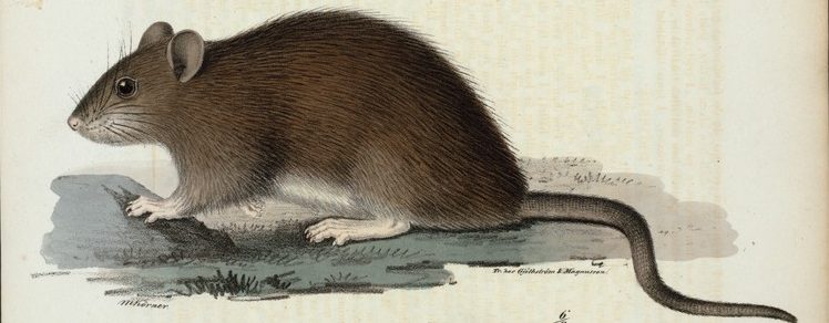 Trench Warfare Ww1 Rats