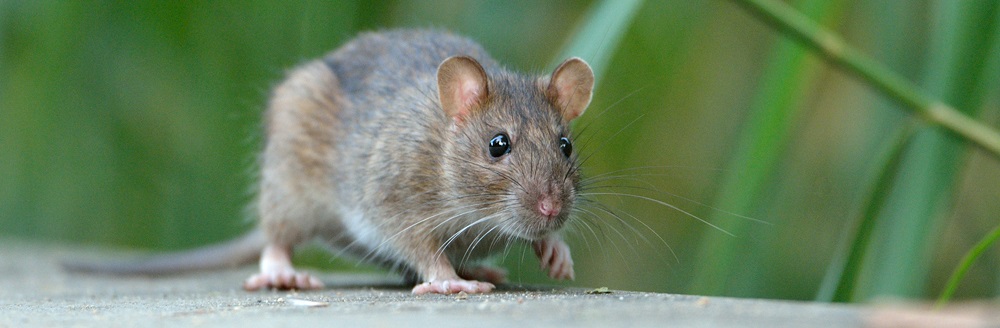 A Military History of the Brown Rat in Boston, Part II | Boston Public ...