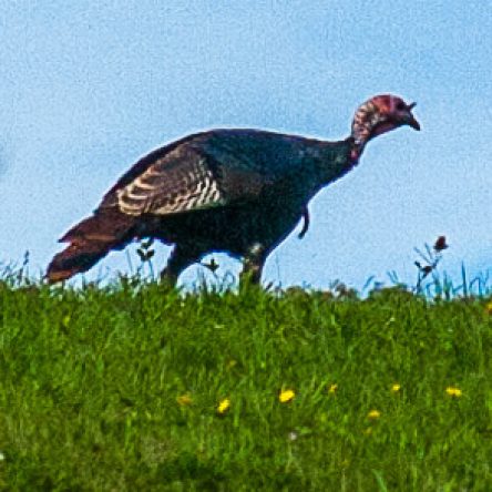 Wild Turkeys: 2020’s Greatest Animals of Greater Boston | Boston Public ...